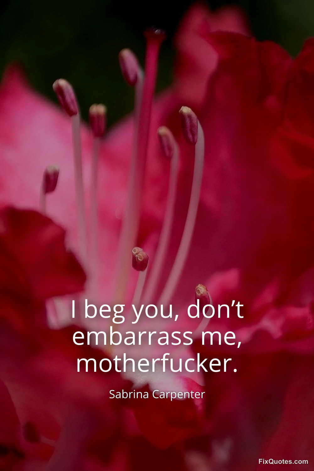 I beg you, don’t embarrass me, motherfucker - Sabrina Carpenter